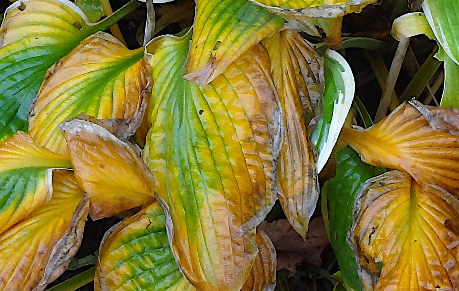 Rotting hosta | Rogue Embryo