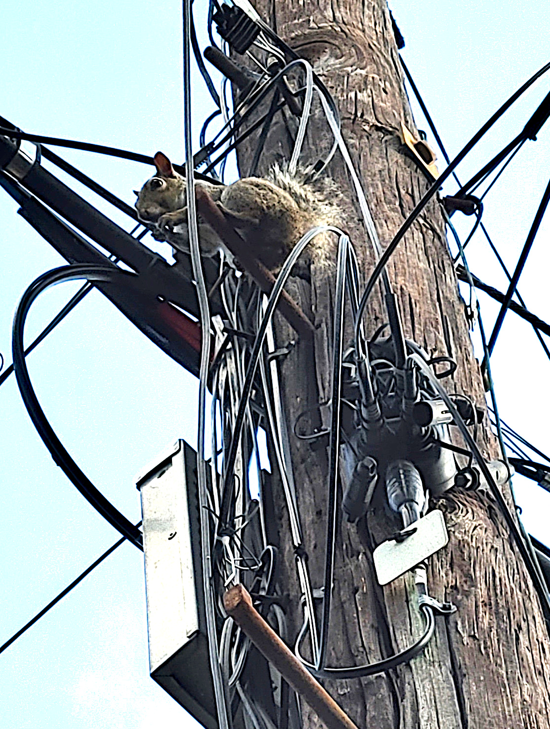 Humble gutters, wires, & pipes | Rogue Embryo